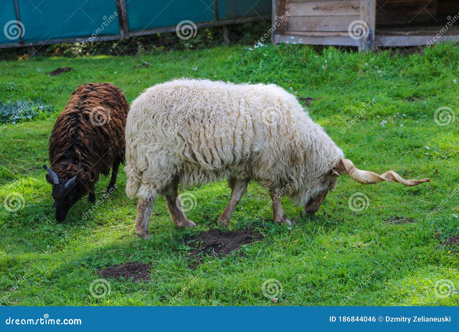 Spiral Horned Racka Eating Grass. Selectibe Focus. Stock Photo - Image ...