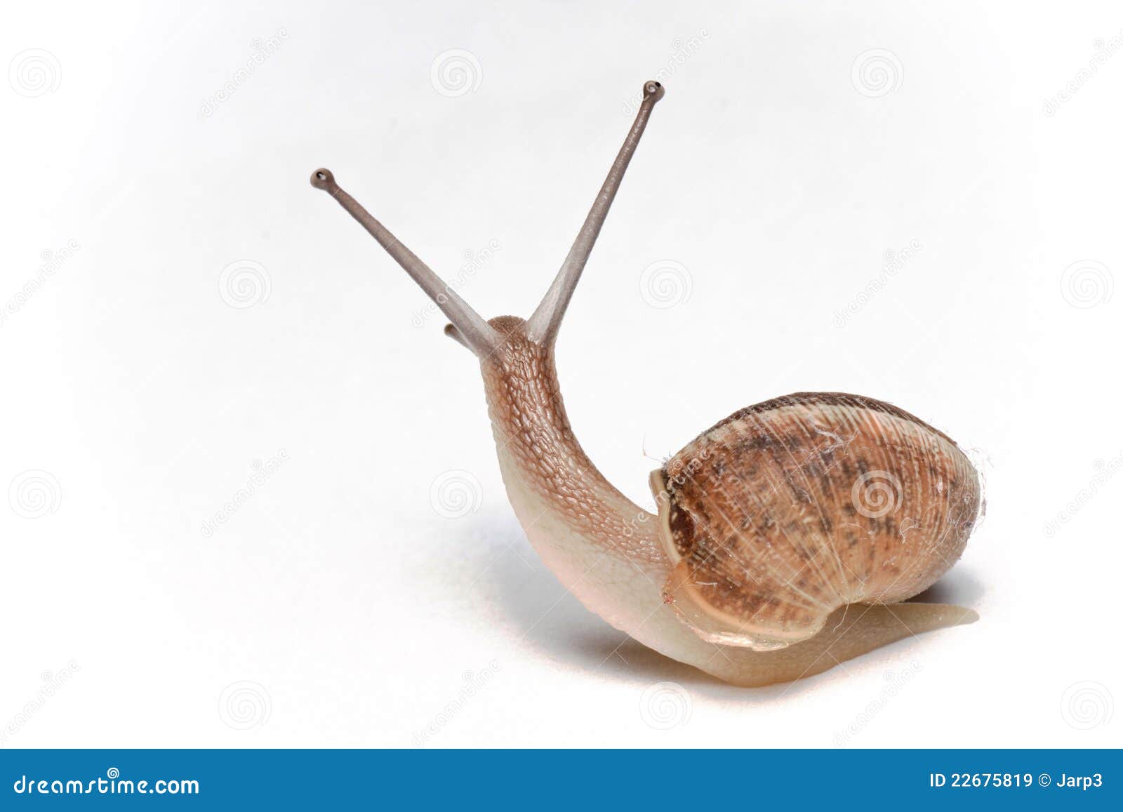 Spiral horns stock image. Image of gastropod, speed, small - 22675819
