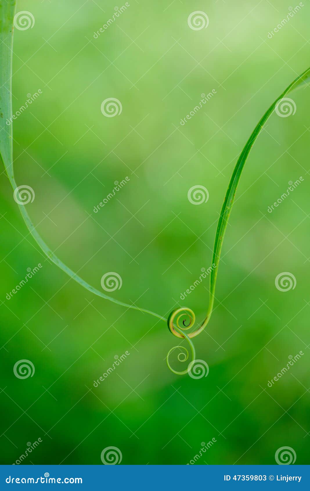 Spiral leaf stock image. Image of beauty, leaf, nature - 47359803
