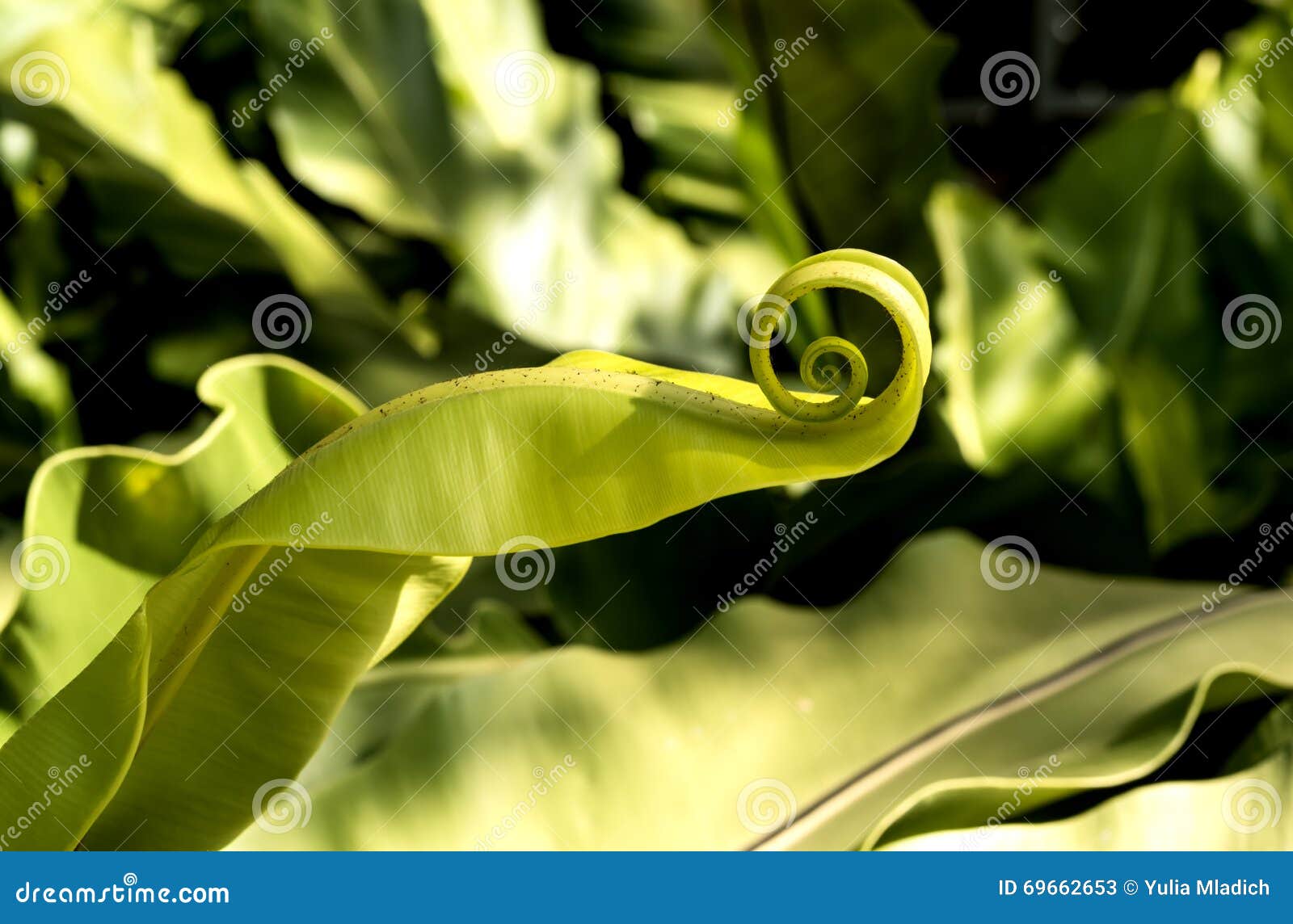 Spiral leaf in forest stock image. Image of pattern, flora - 69662653