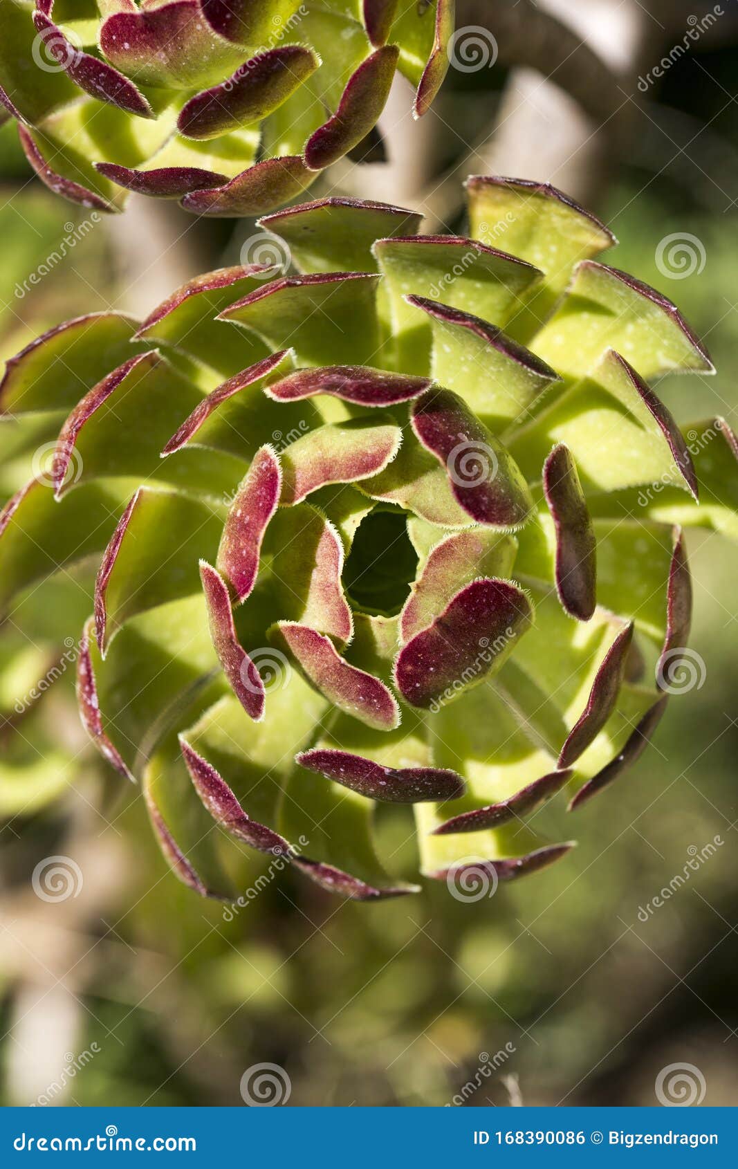 Spiral Leaf Pattern of an Aeonium Succulent Plant Stock Photo - Image ...