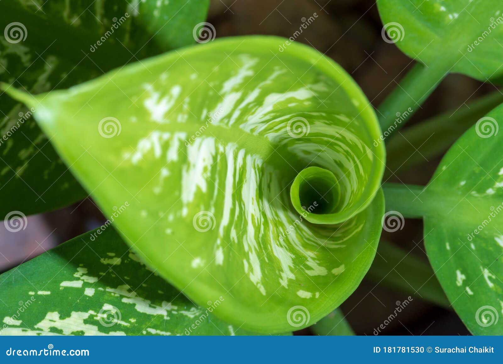 Close Up the Spiral of Leaves Stock Photo - Image of beauty, abstract ...
