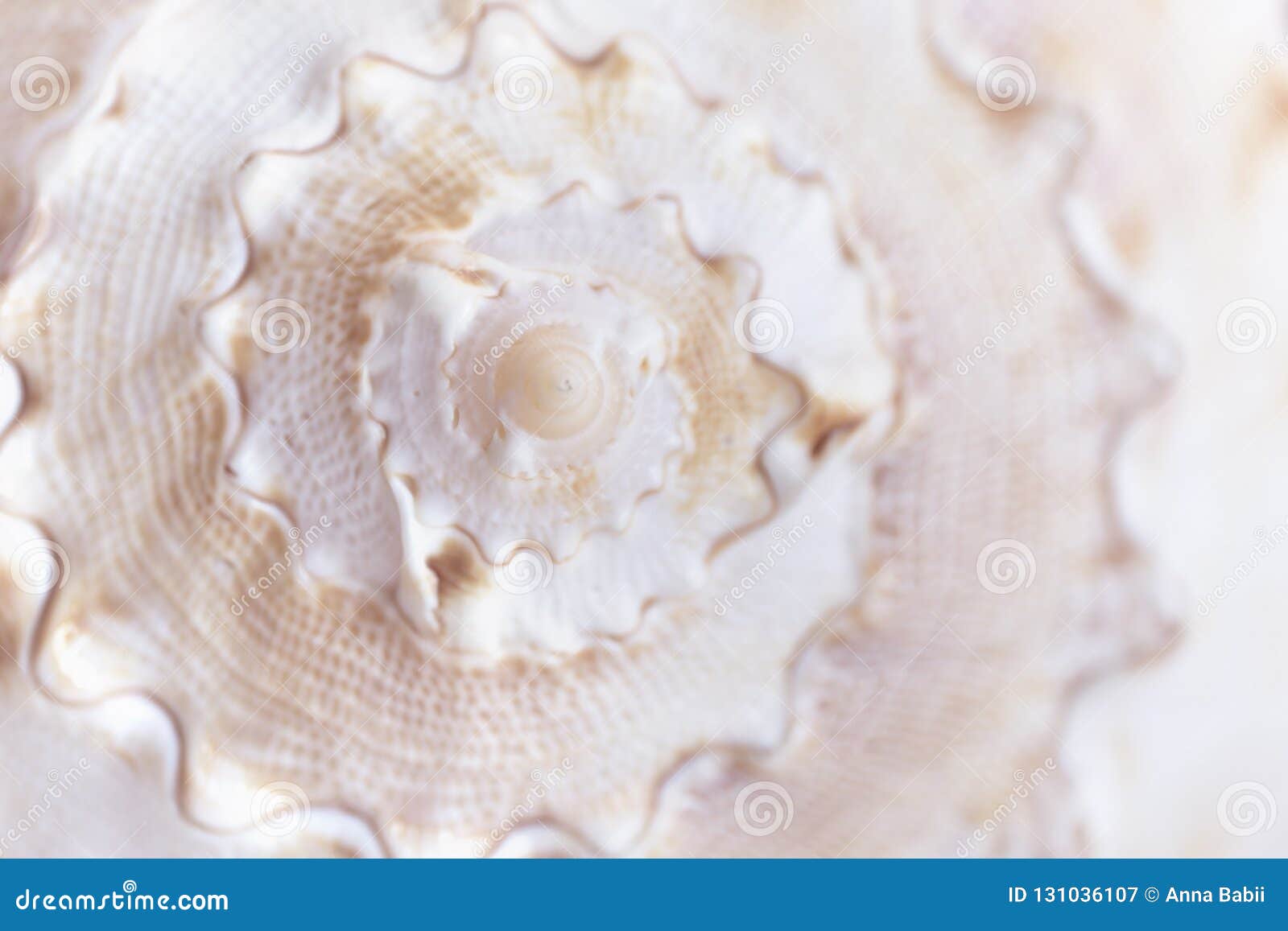 84,870 Close Up Shell Photos - Free & Royalty-Free Stock Photos from ...