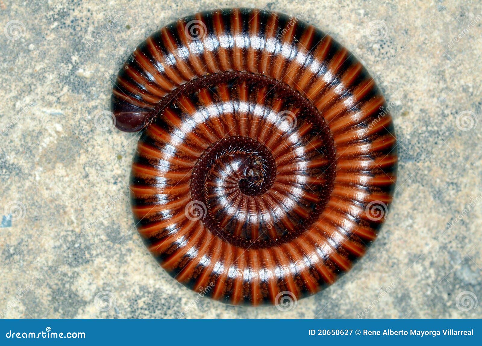 Spiral/coiled Brown Millipede Stock Image - Image of macro, narceus ...
