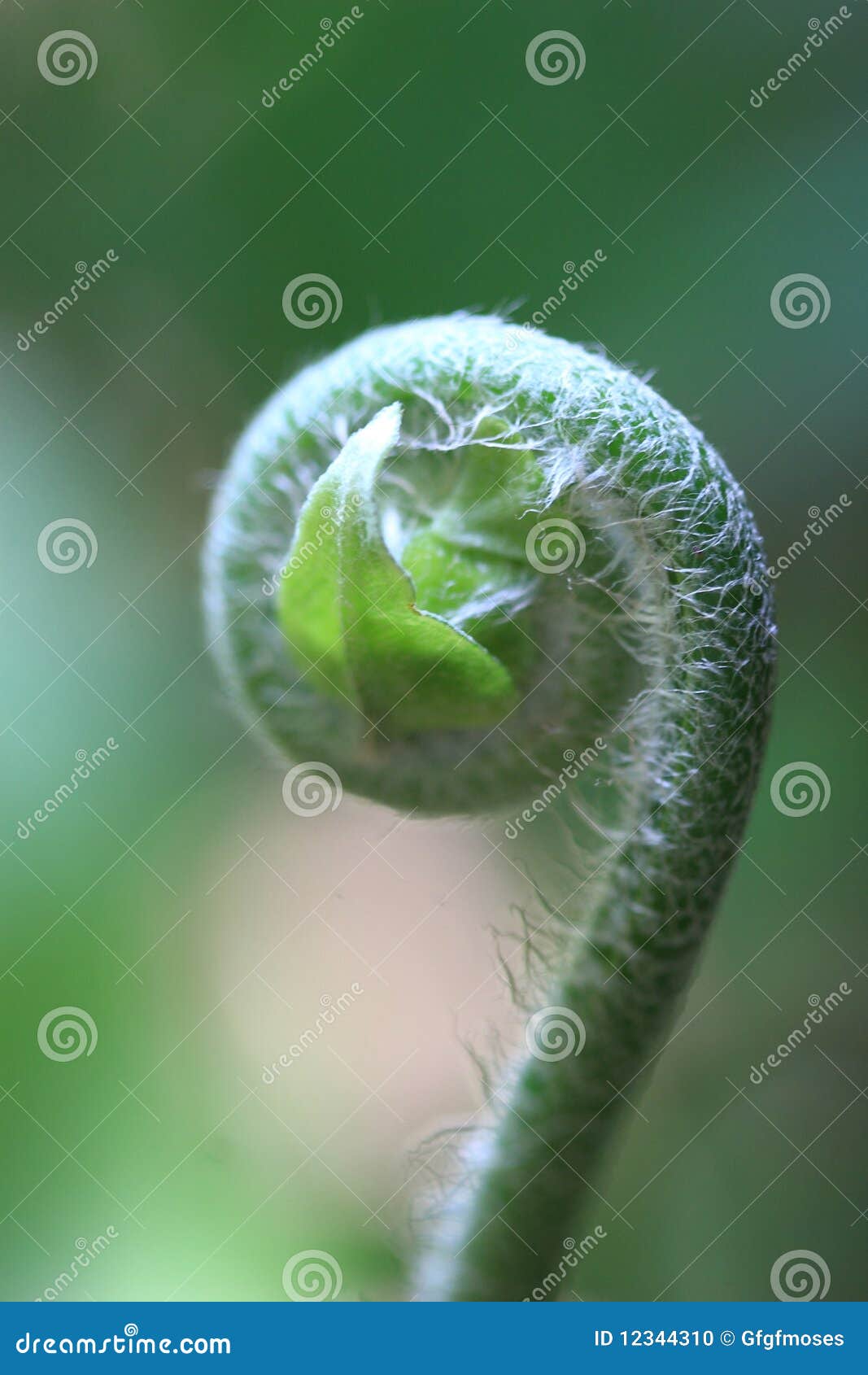 Spiral in nature stock photo. Image of fren, macro, curling - 12344310