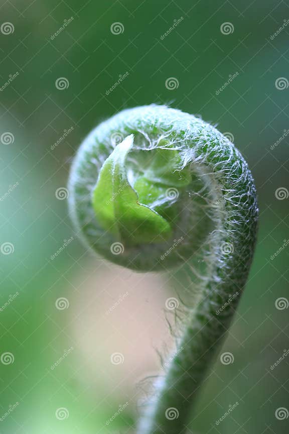 Spiral in nature stock photo. Image of fren, macro, curling - 12344310