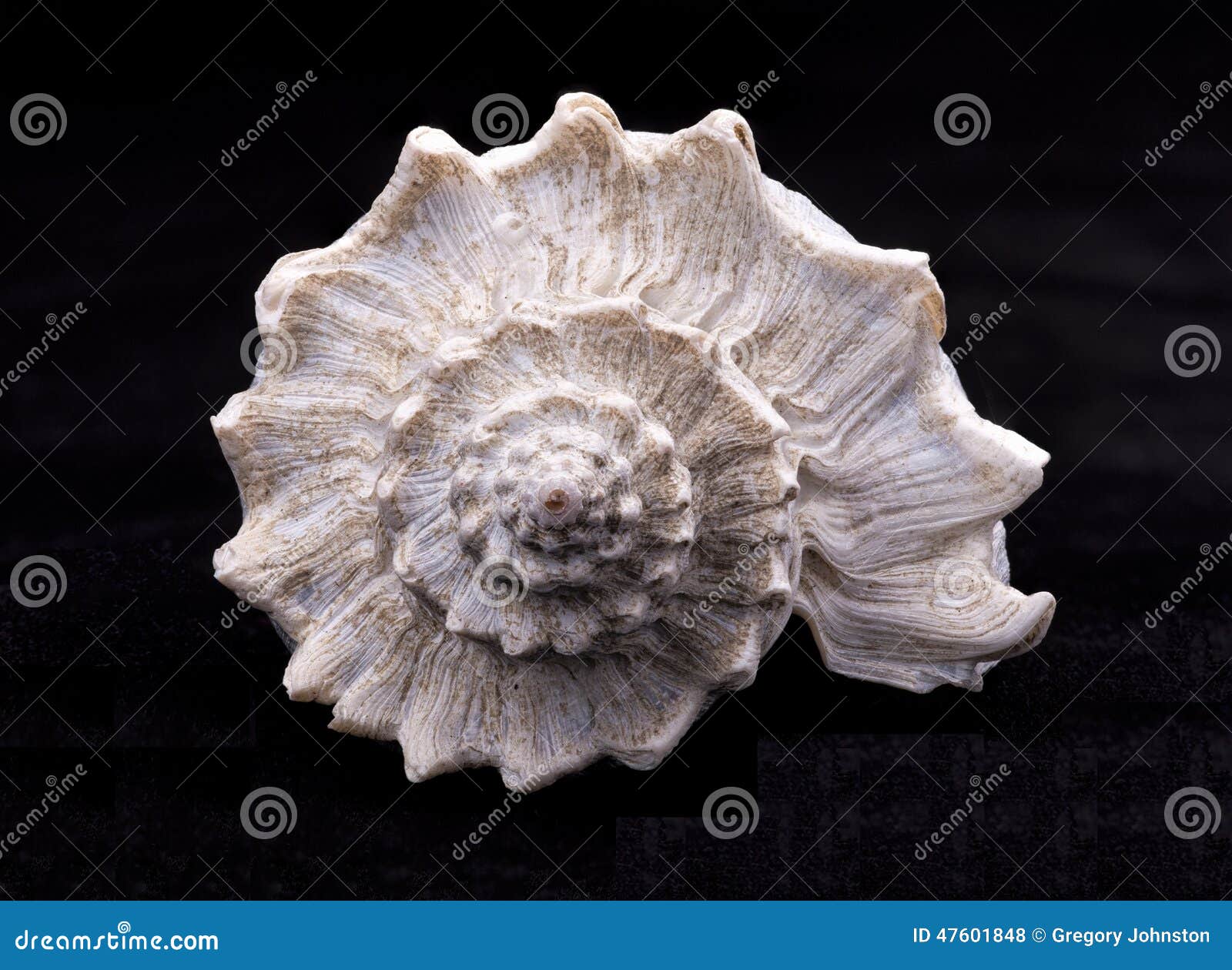Spiral Part of a Conch Shell. Stock Photo - Image of macro, natural ...