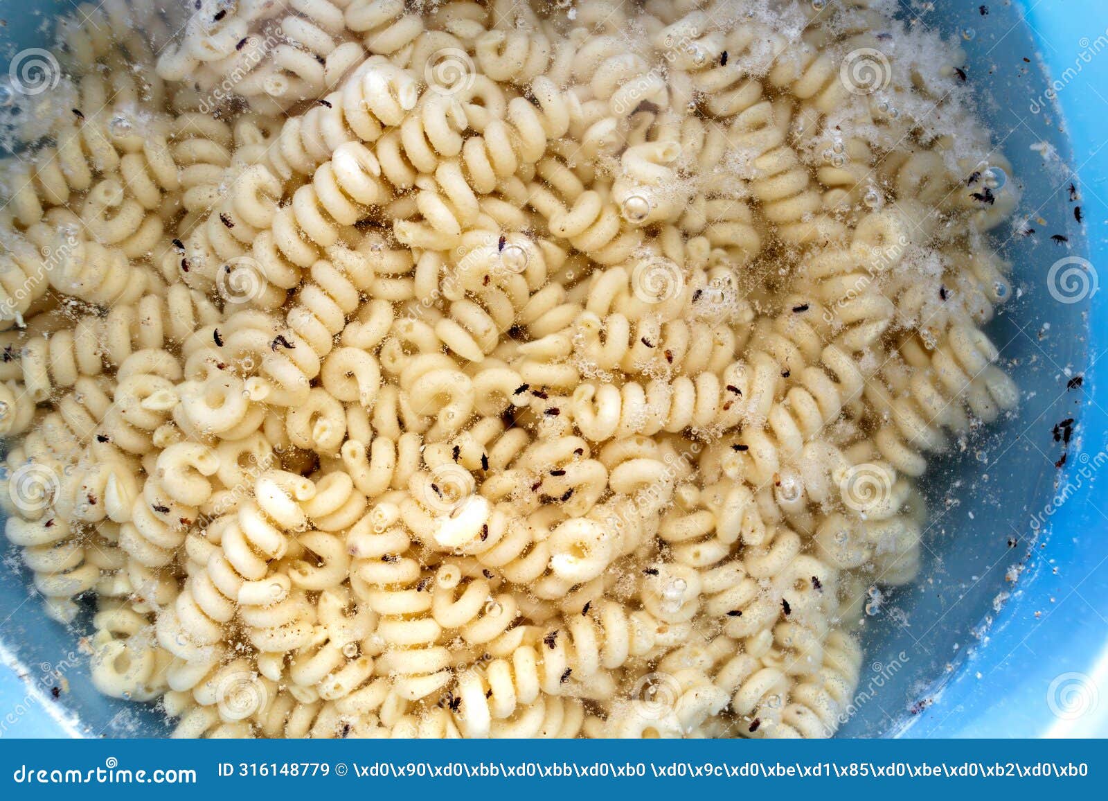 Spiral Pasta Infested with Flour Weevil Beetle. Improper Storage of ...