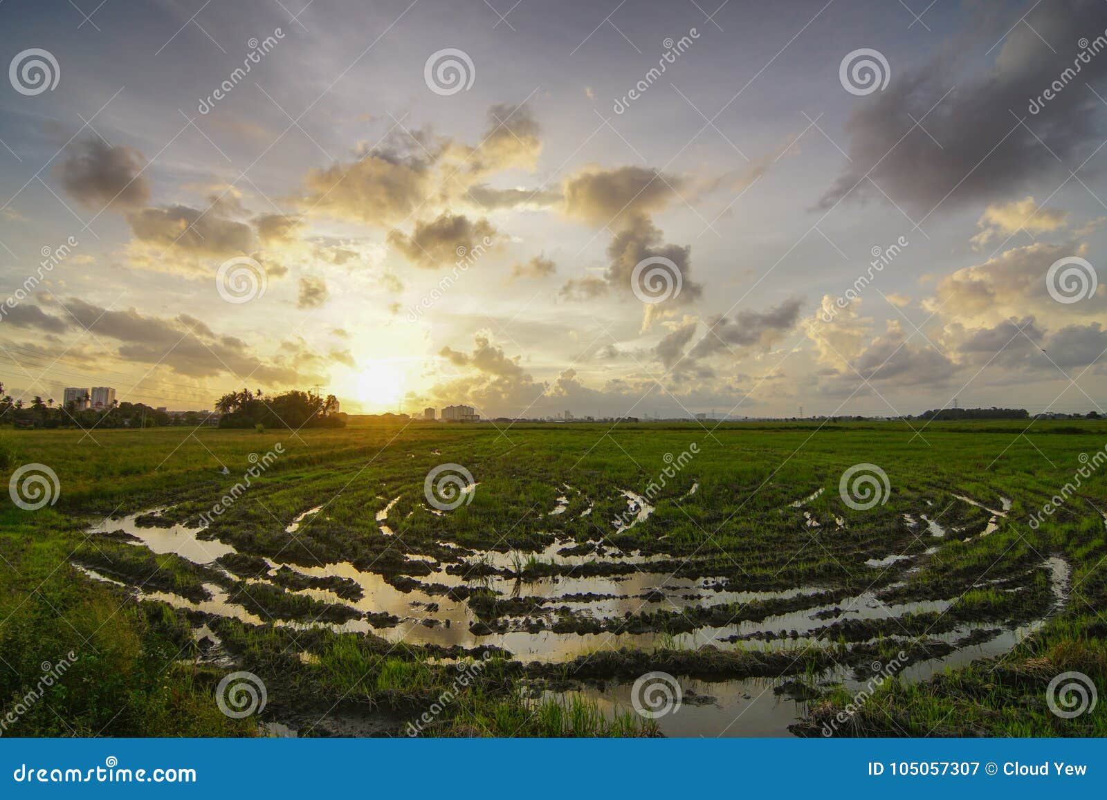 Spiral Pattern at Paddy Field. Stock Image - Image of paddy, cultivate ...
