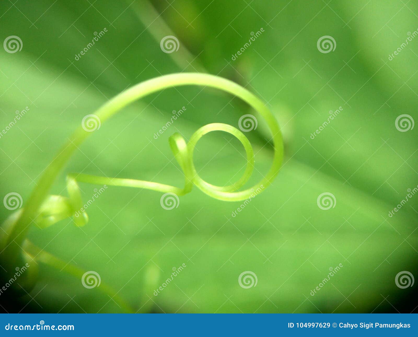 Spiral plant stock image. Image of nature, spirally - 104997629