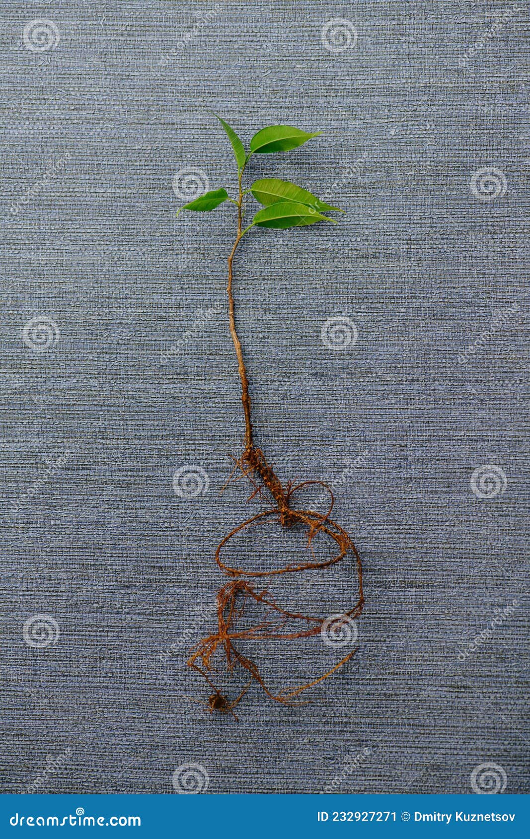Spiral Root and Tree Seedling on a Detailed Rough Grey Textile Surface ...