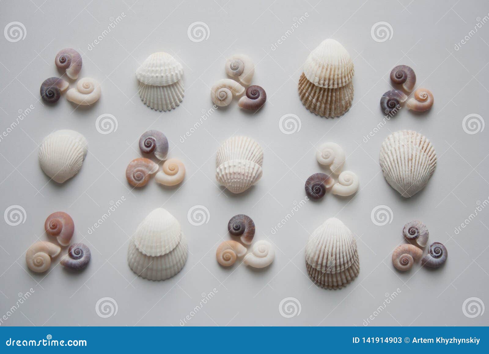 Spiral and Scallop Seashells Pattern Stock Image - Image of life ...