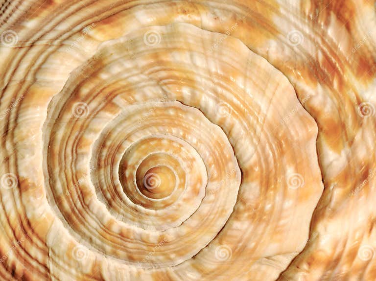 Spiral on sea shell stock photo. Image of swirl, sealife - 10610736