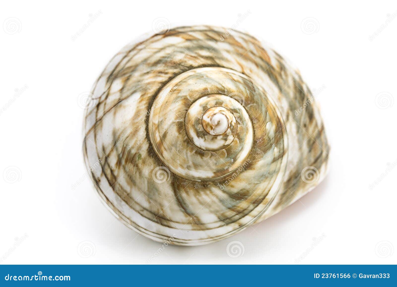 Spiral sea shell stock photo. Image of orange, seashell - 23761566