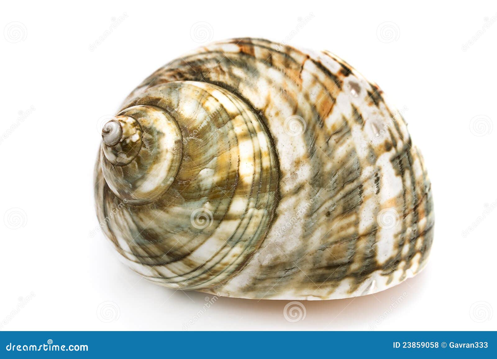 Spiral sea shell stock photo. Image of spiral, orange - 23859058