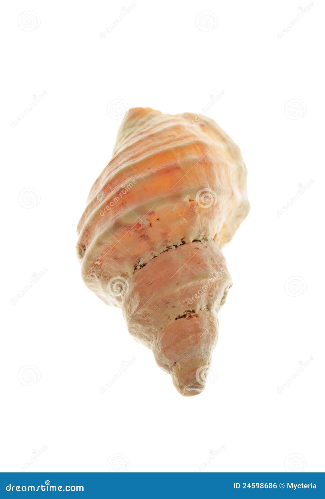 Spiral sea shell stock photo. Image of life, design, macro - 24598686