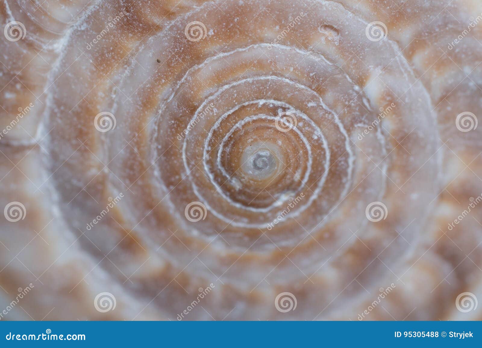 Spiral Sea Shell Background Stock Photo - Image of scuba, invertebrate ...