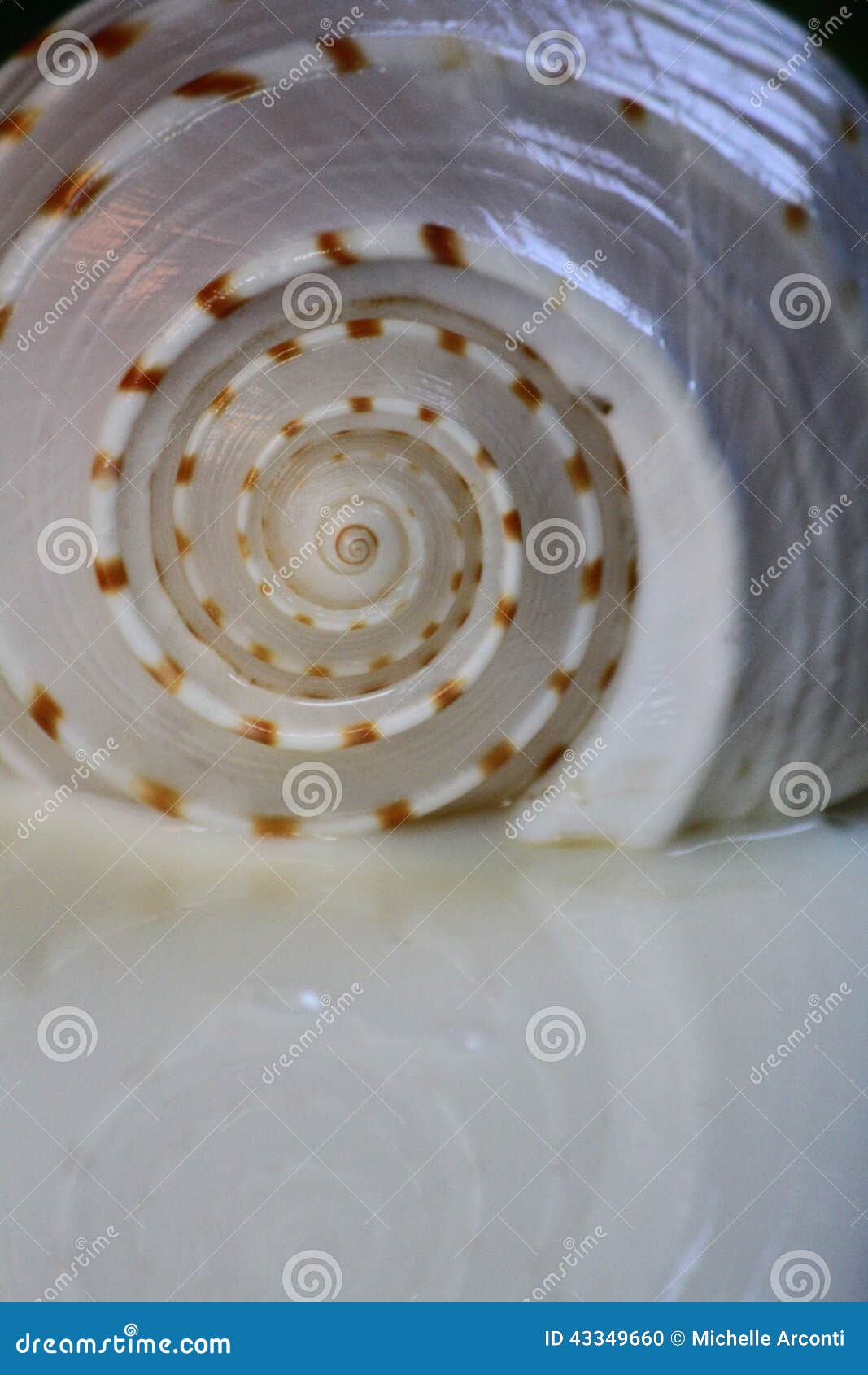 Spiral Seashell stock photo. Image of mineral, ridges - 43349660