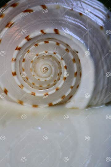 Spiral Seashell stock photo. Image of mineral, ridges - 43349660