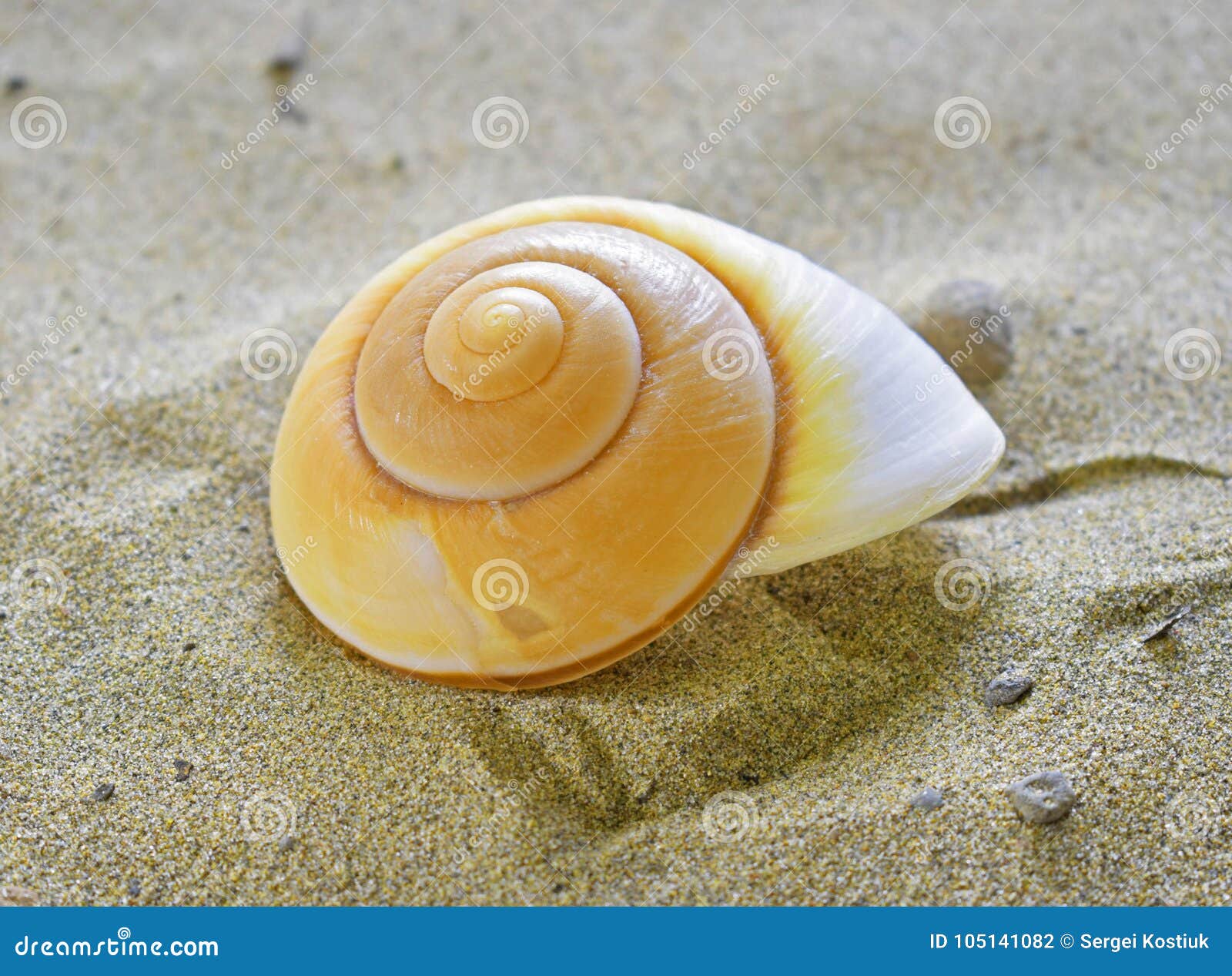 Spiral sea shell stock photo. Image of background, seashell - 105141082
