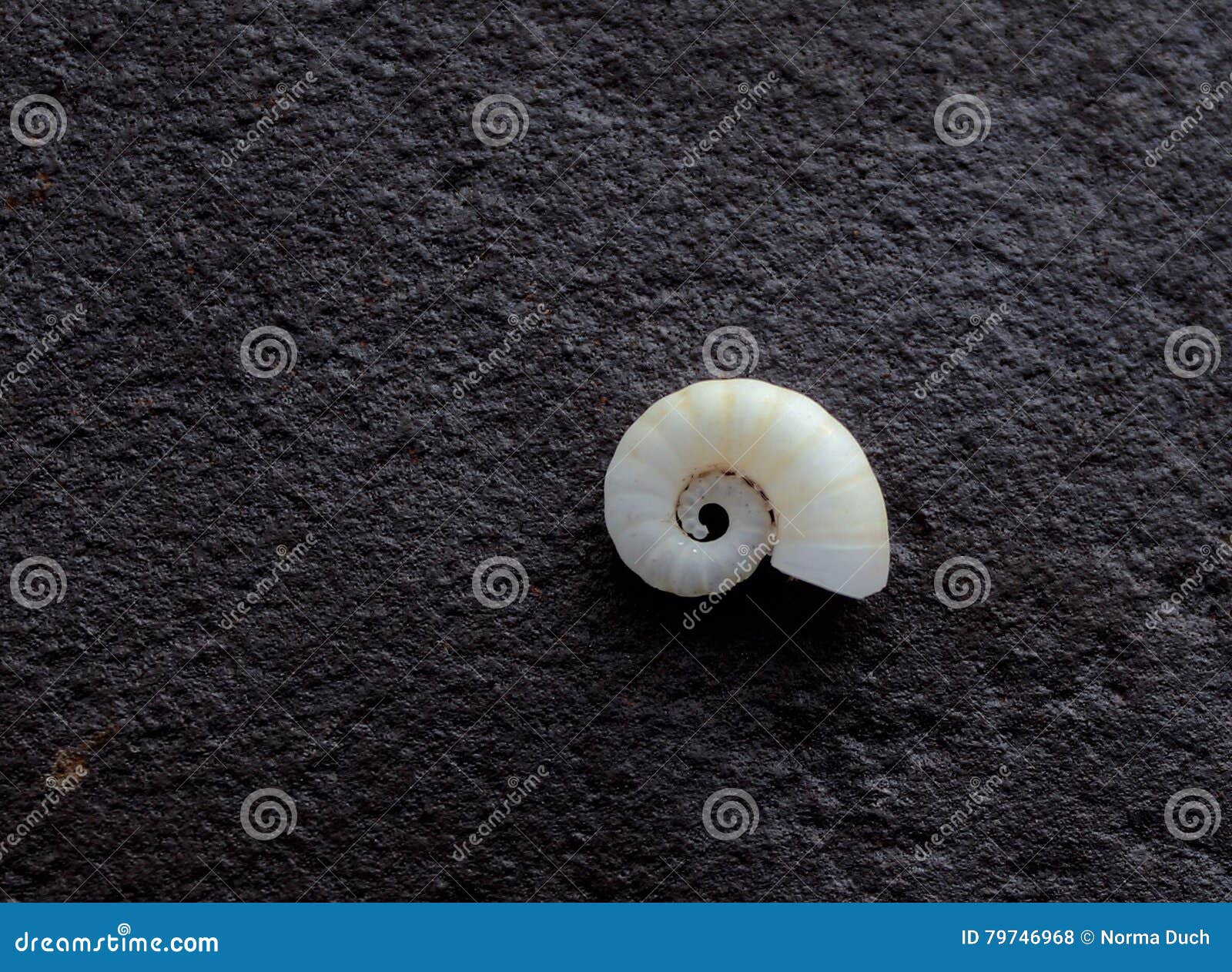 White Spiral Sea Worm Shell Photos - Free & Royalty-Free Stock Photos ...