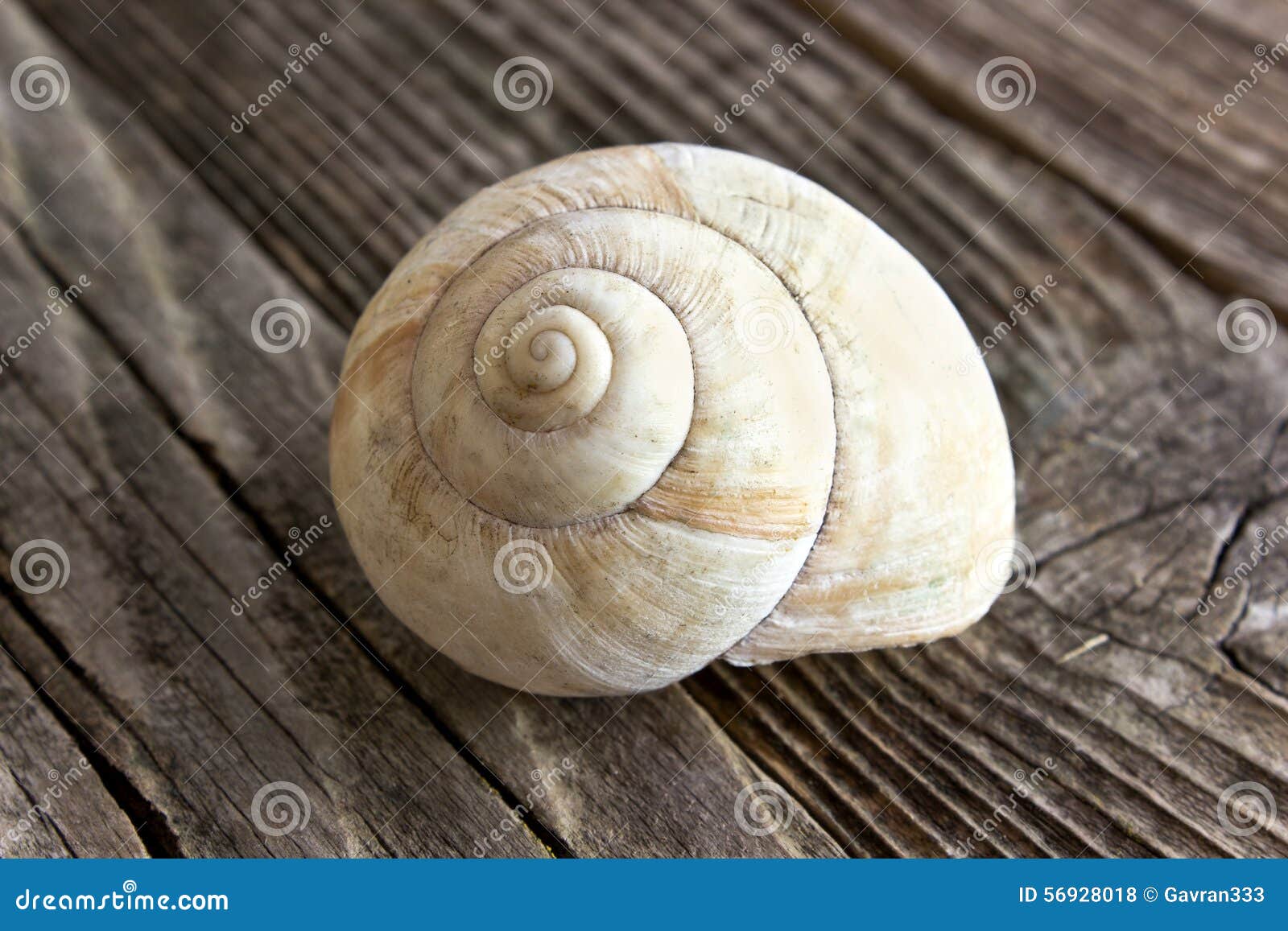 Spiral sea shell stock photo. Image of wooden, science - 56928018