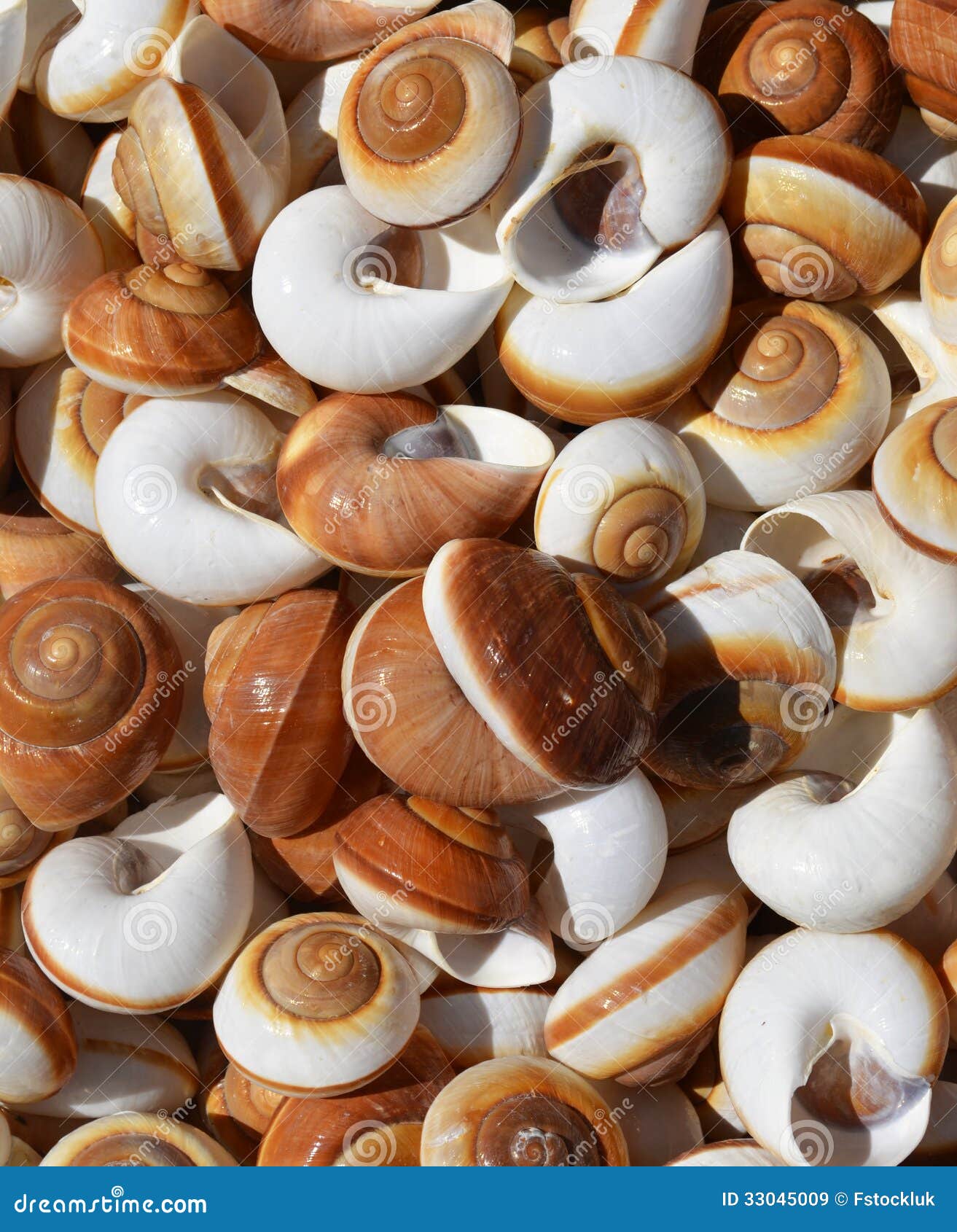 Spiral Sea Shells Background Stock Image - Image of spiral, beauty ...