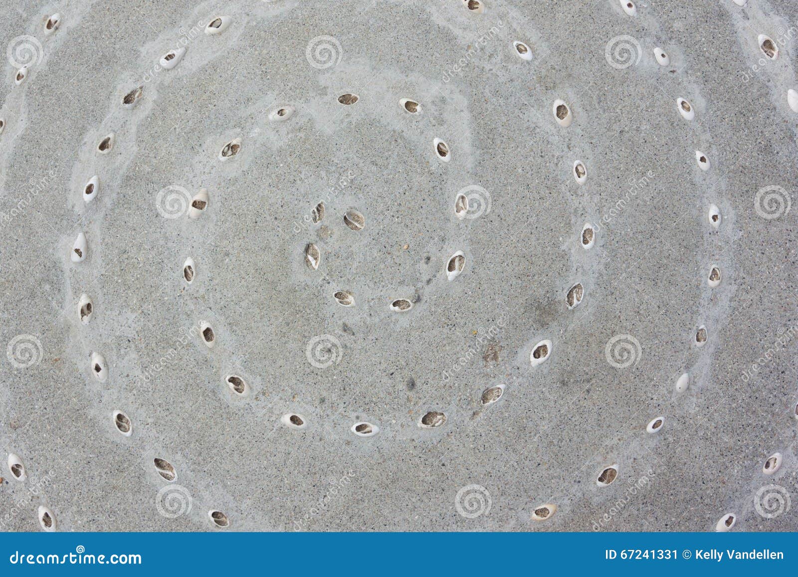 Spiral of Sea Shells in Concrete Stock Image - Image of backdrop ...