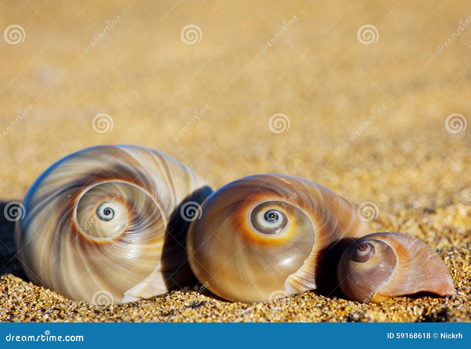 Spiral Sea Shells stock photo. Image of spiral, shore - 59168618