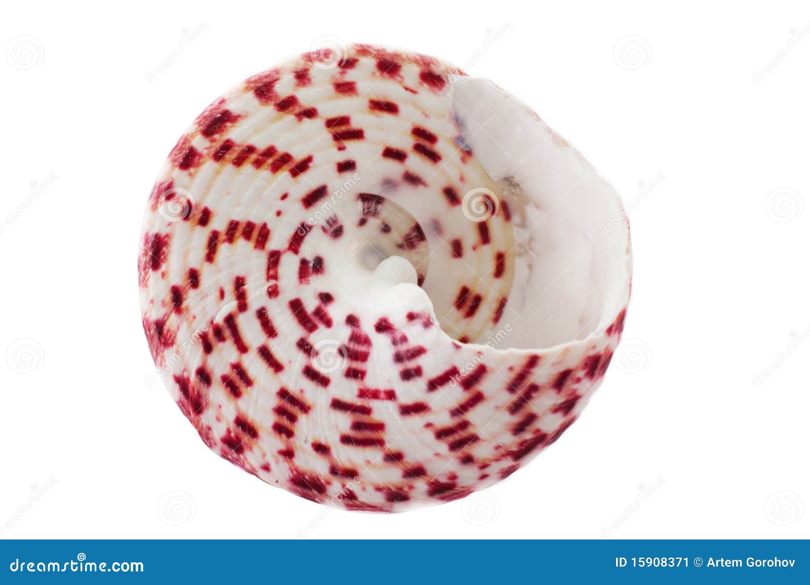 Spiral seashell stock image. Image of object, copy, background - 15908371