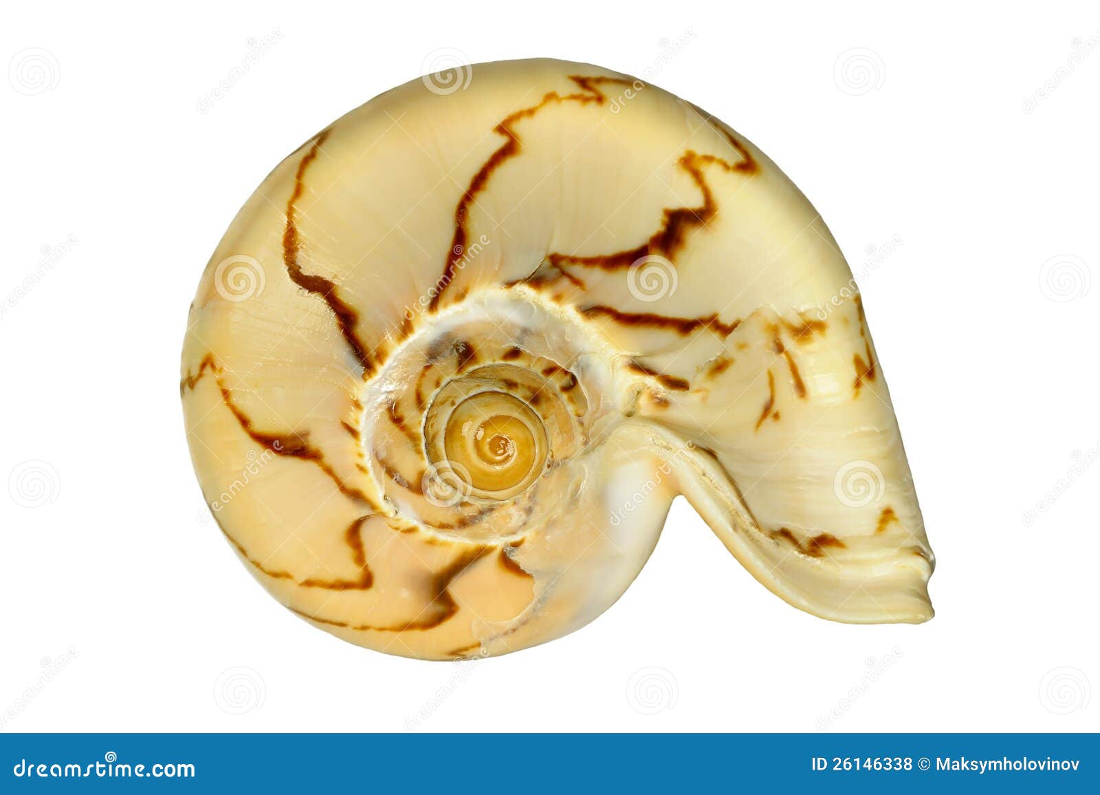 Spiral seashell stock photo. Image of isolated, yellow - 26146338