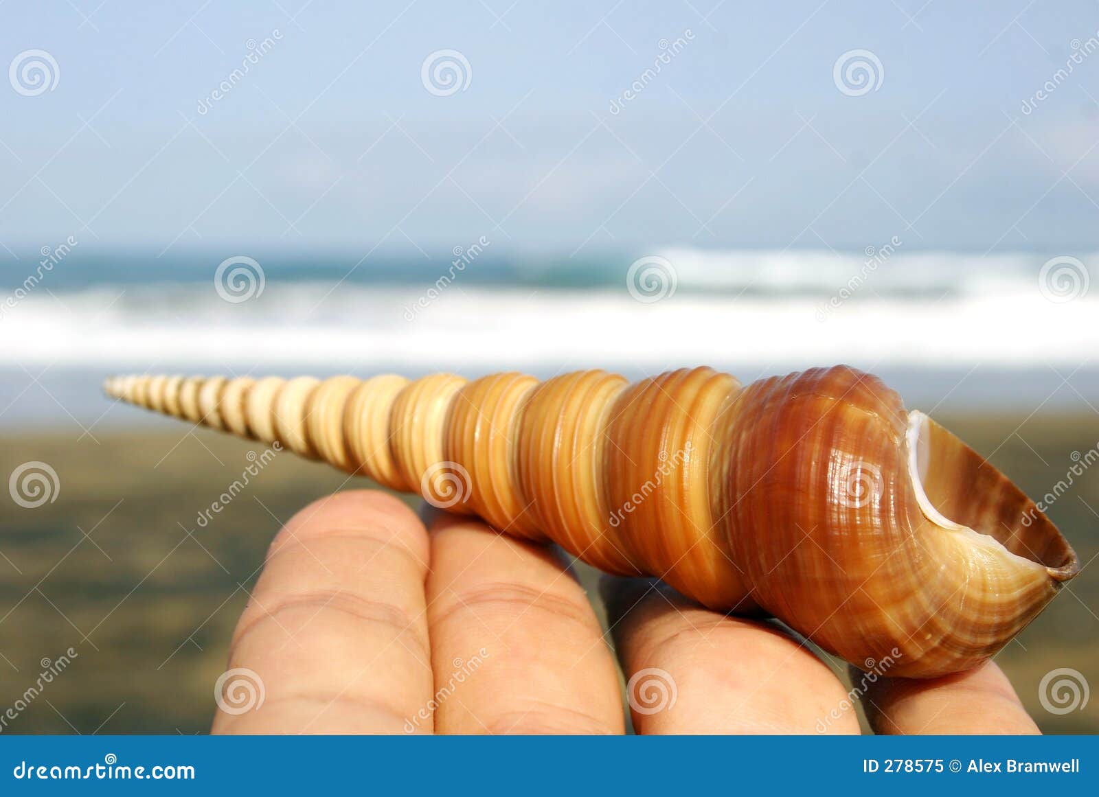 Spiral Seashell stock image. Image of spiral, hold, peace - 278575