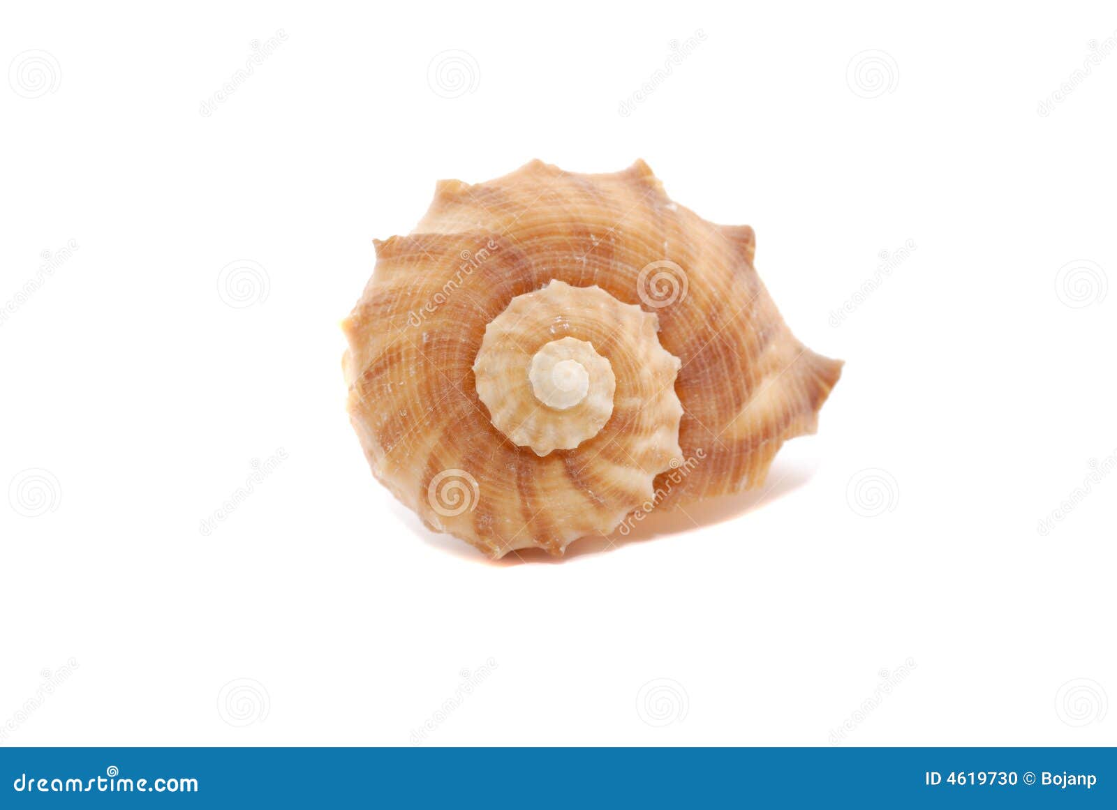Spiral Seashell stock photo. Image of background, animal - 4619730