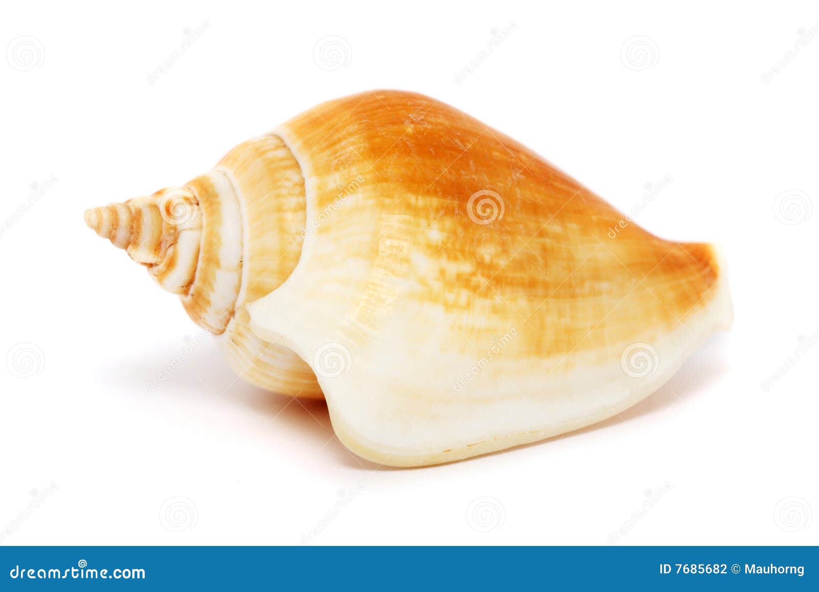 Spiral Seashell Snail Royalty-Free Stock Photography | CartoonDealer ...