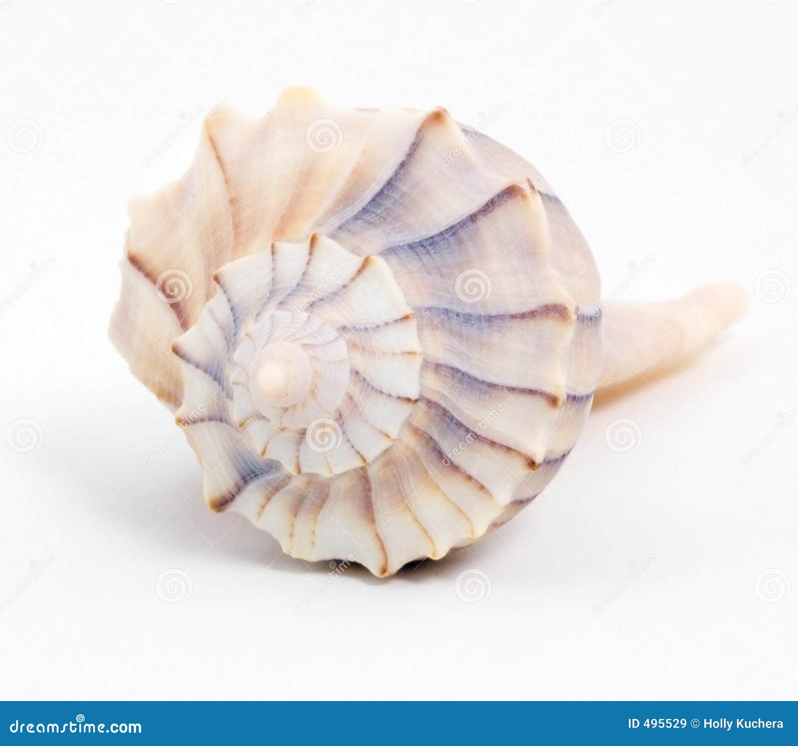 Spiral Seashell Against White Stock Image - Image of close, spiral: 495529