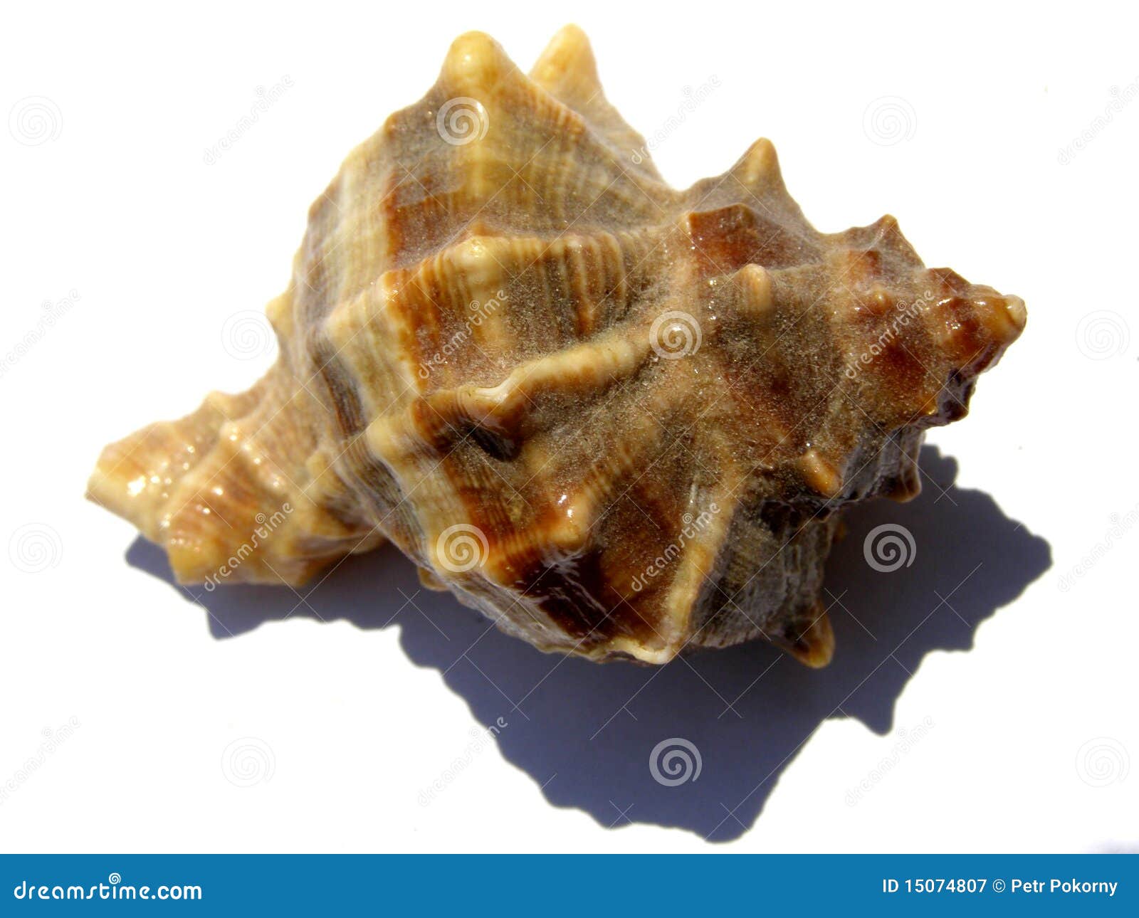 Spiral seashell background stock image. Image of object - 15074807