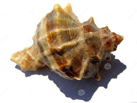 Spiral seashell background stock image. Image of object - 15074807