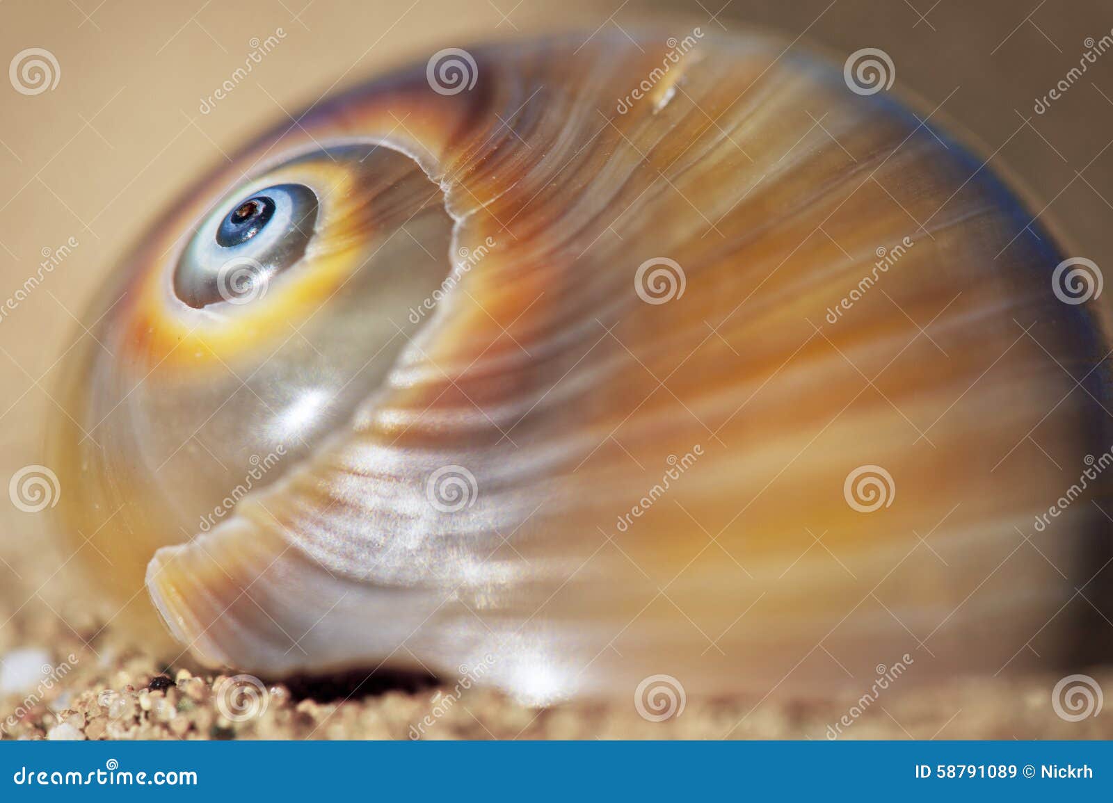 Spiral Seashell stock image. Image of natural, beauty - 58791089