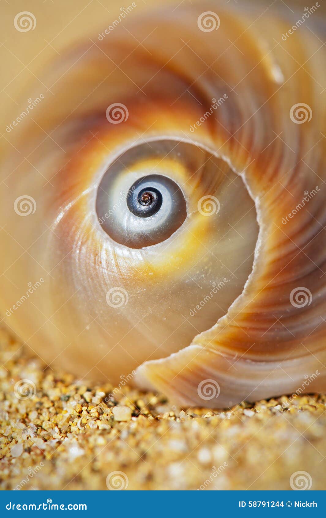 Spiral Seashell stock photo. Image of resort, beautiful - 58791244
