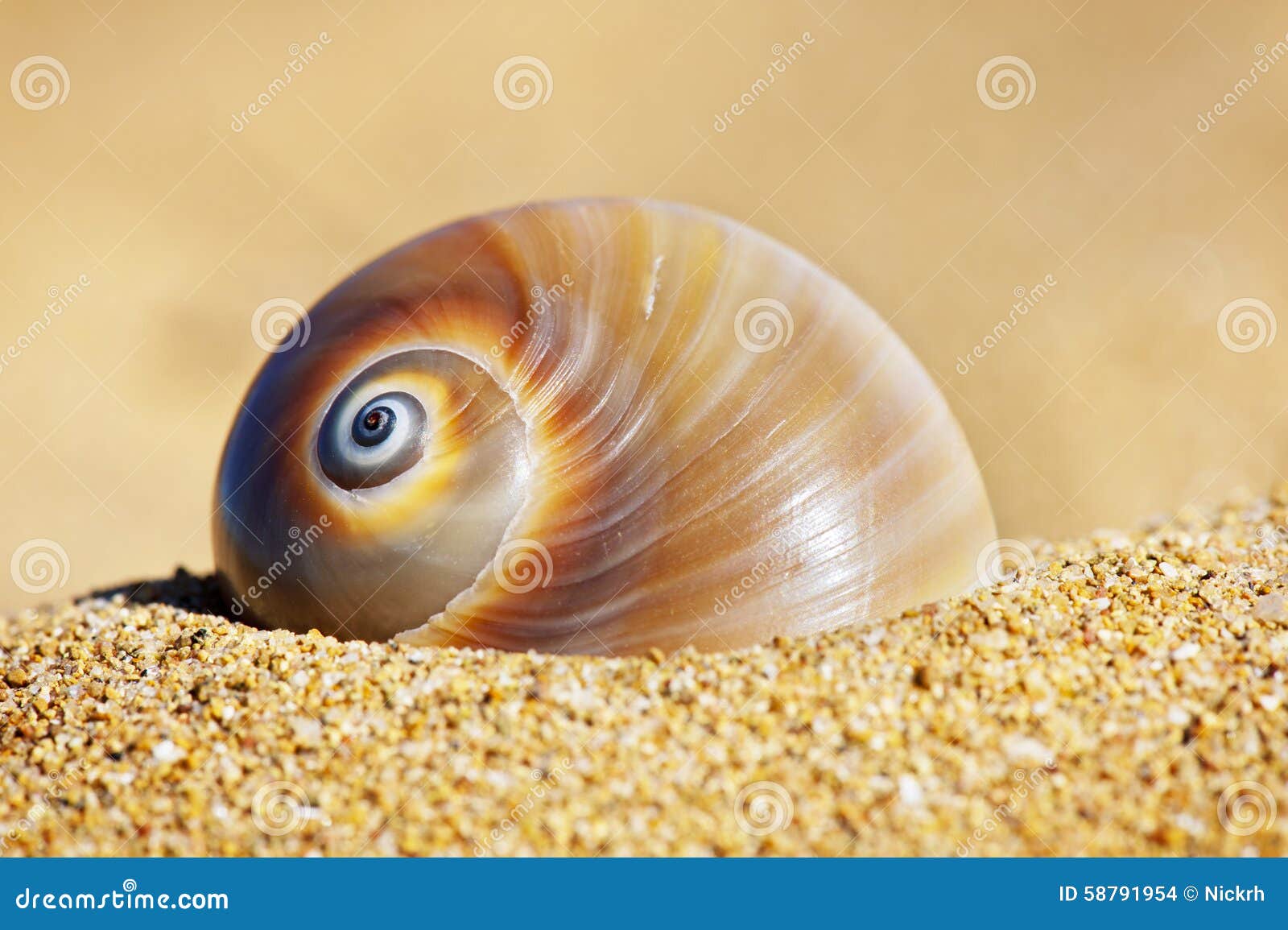 Spiral Seashell stock photo. Image of round, resort, gastropod - 58791954