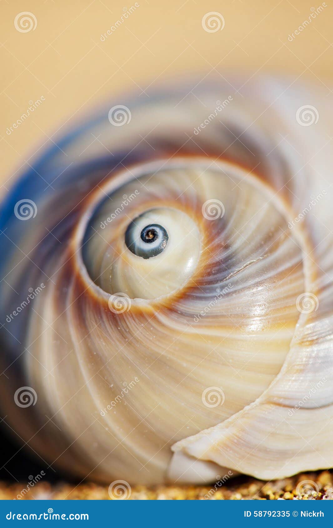 Spiral Seashell stock image. Image of beach, leisure - 58792335