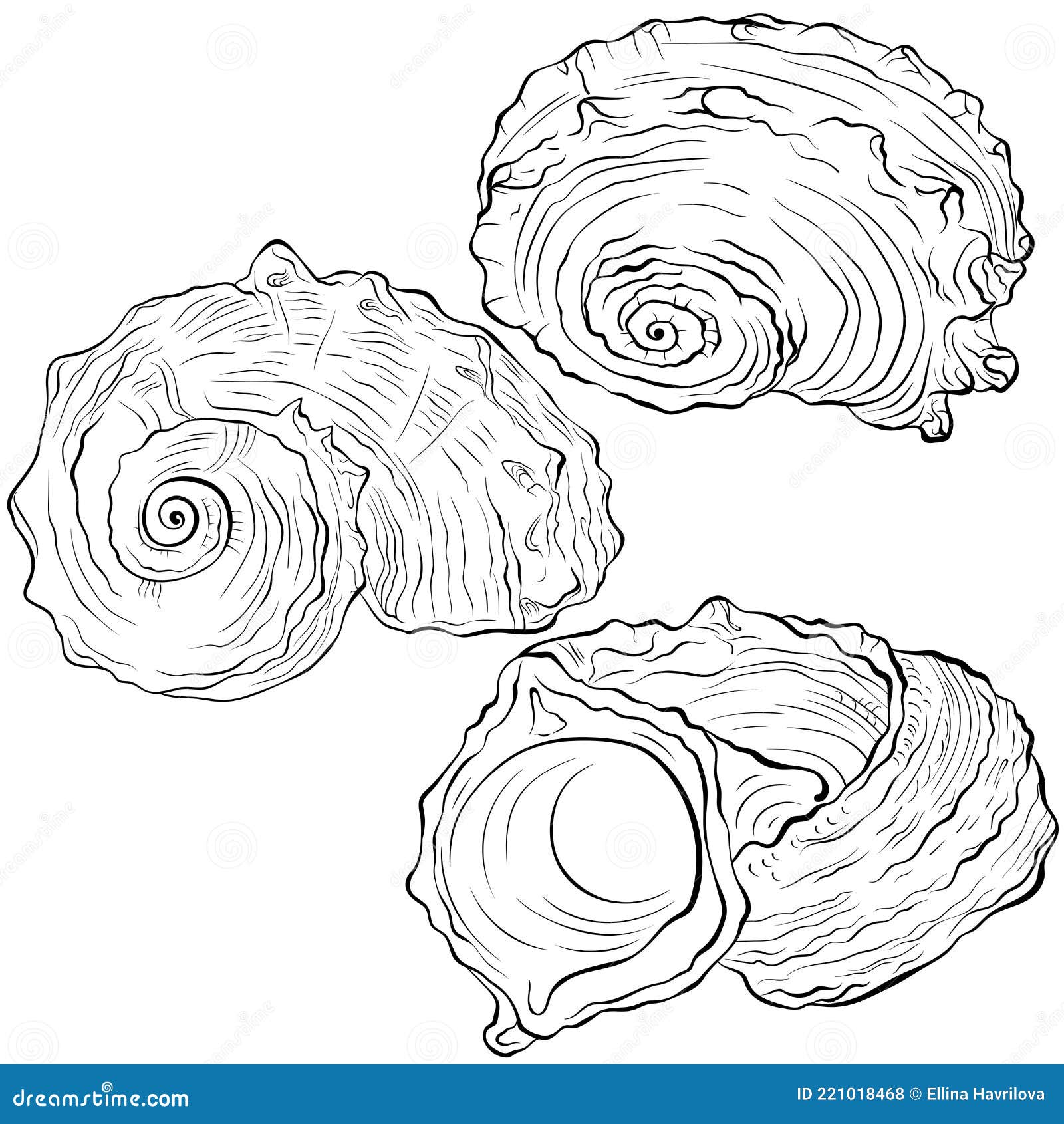 Spiral Seashell from Different Angles Line Art Stock Vector ...