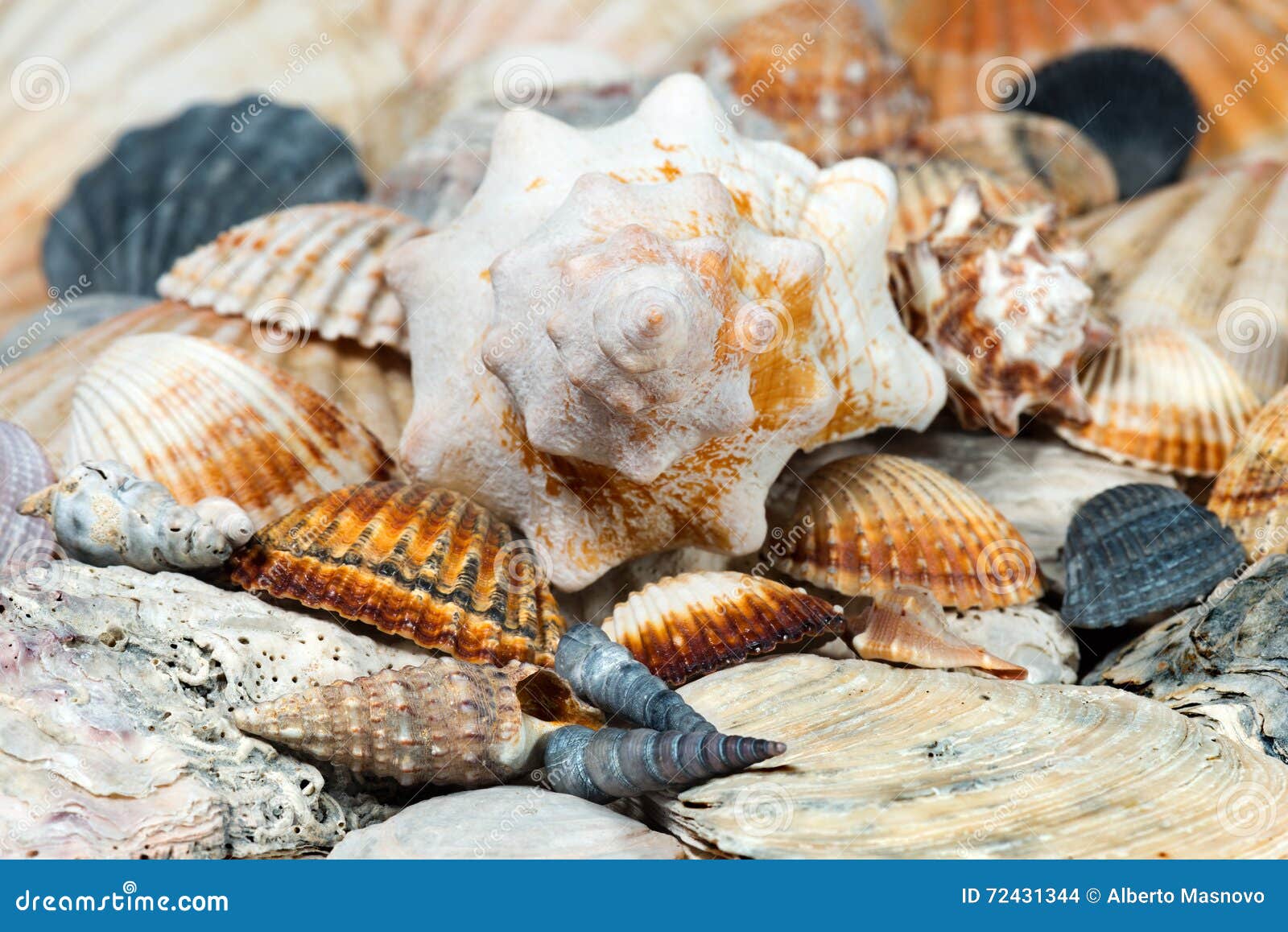 Spiral Seashell - Macro Photo Stock Photo - Image of life, helical ...