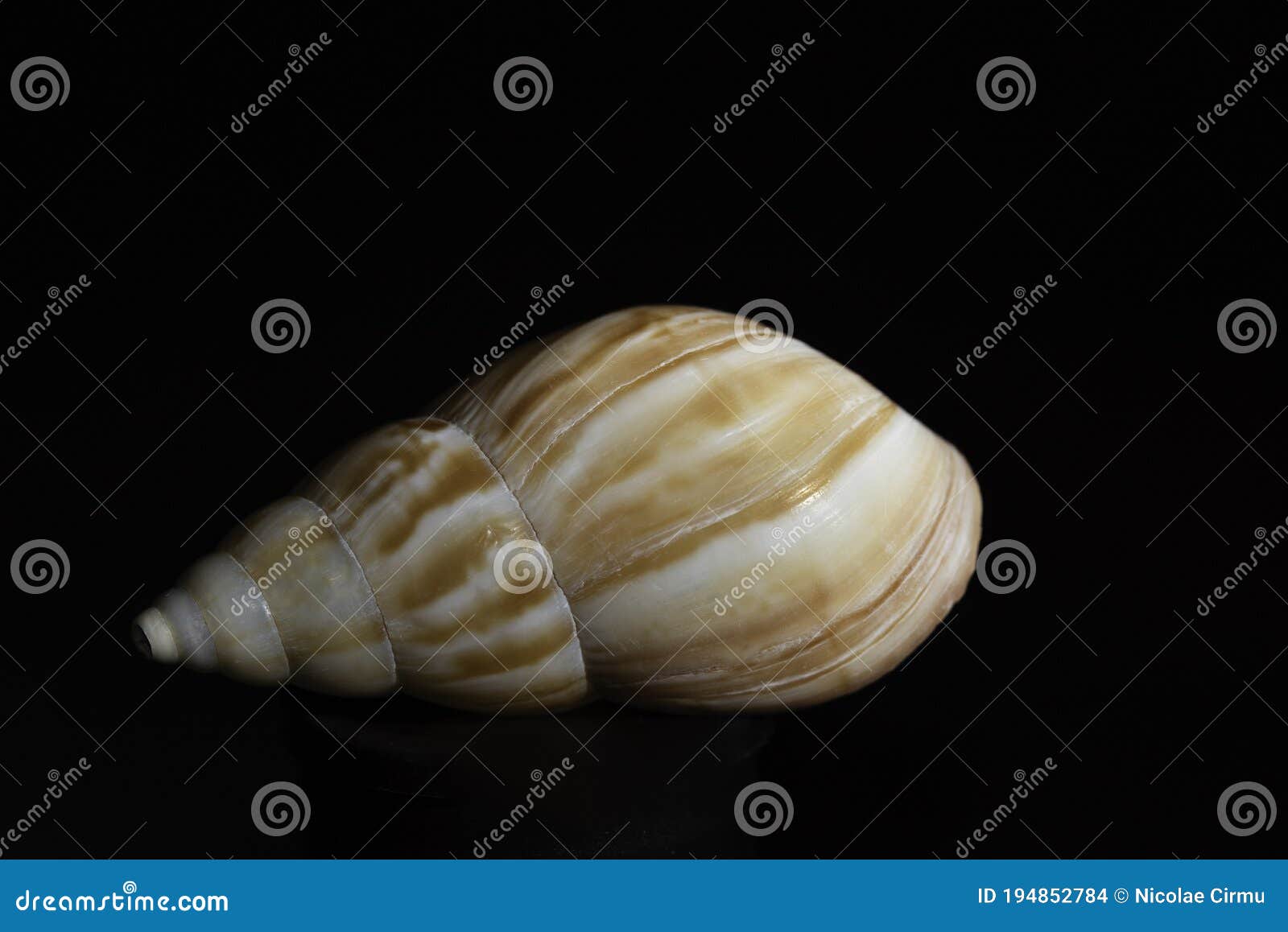 Seashell Of A Sea Snail Purple Dye Murex Or Spiny Dye-murex Bolinus ...