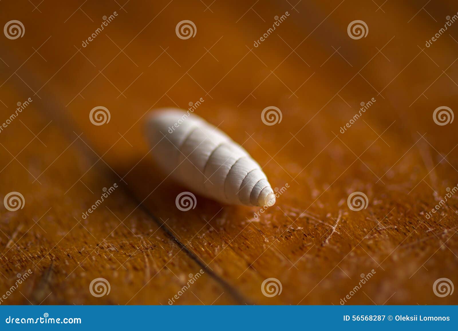 Seashell Of A Sea Snail Purple Dye Murex Or Spiny Dye-murex Bolinus ...