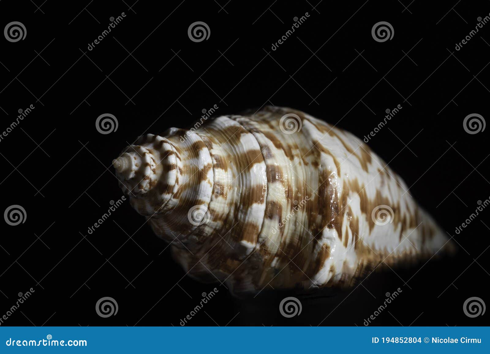Seashell Of A Sea Snail Purple Dye Murex Or Spiny Dye-murex Bolinus ...