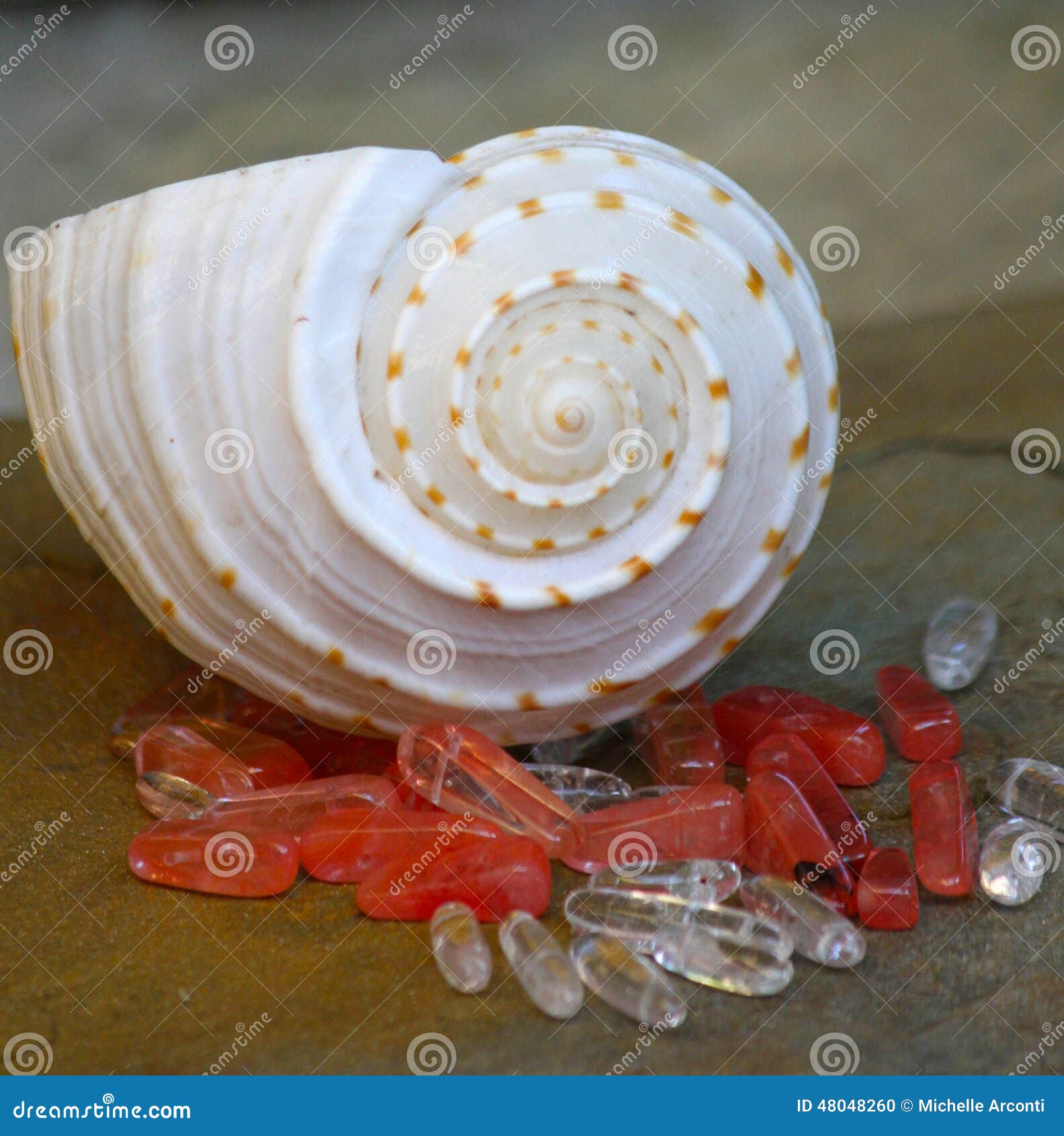 Spiral Seashell and Stones stock photo. Image of shell - 48048260