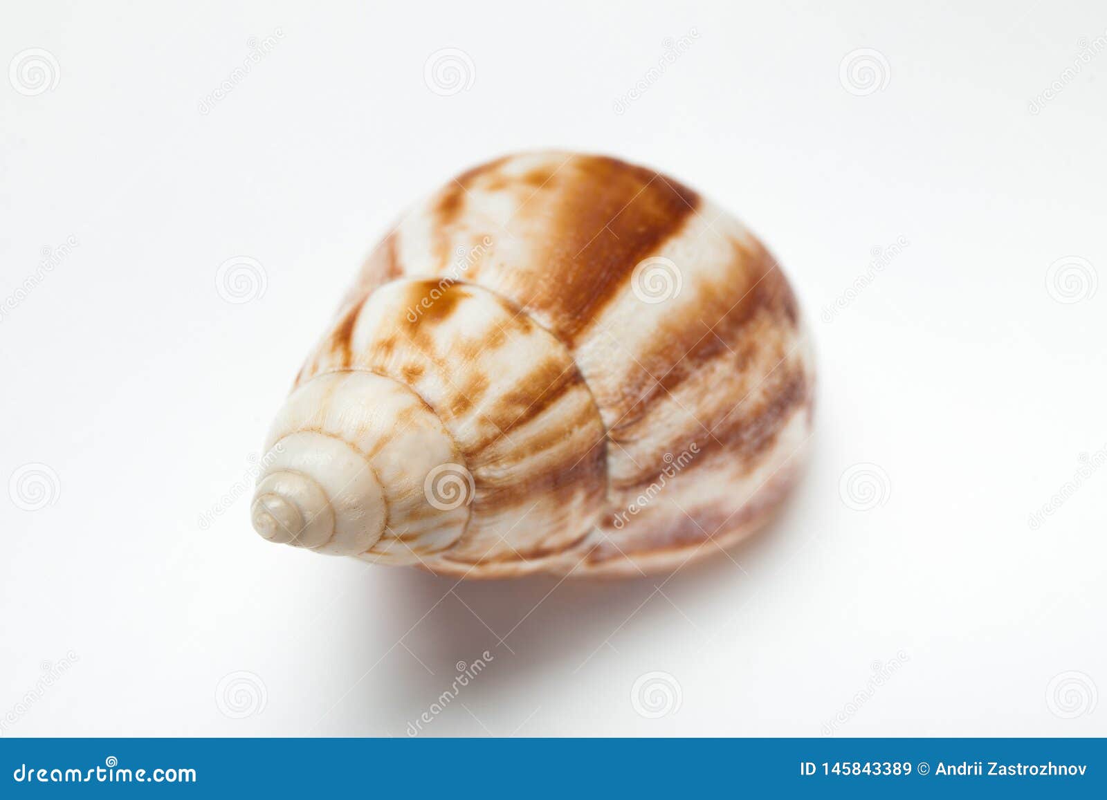 Spiral Seashell on a White Background Stock Image - Image of decor ...