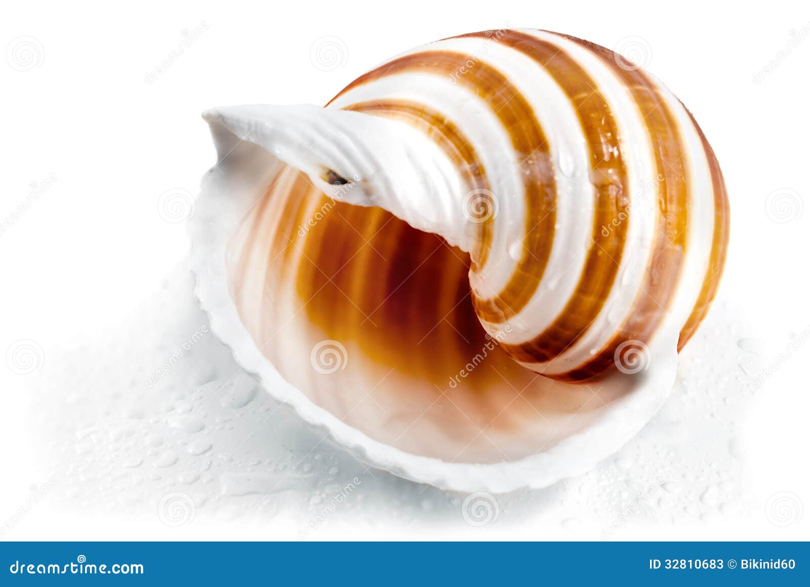 Spiral seashell. stock image. Image of object, seashell - 32810683