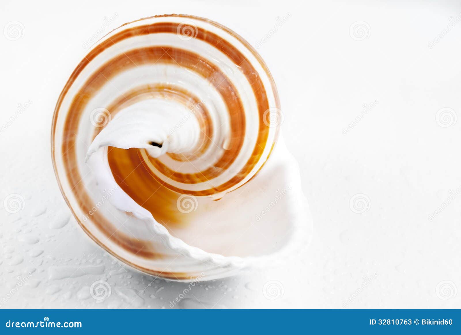 Spiral seashell. stock image. Image of striped, macro - 32810763